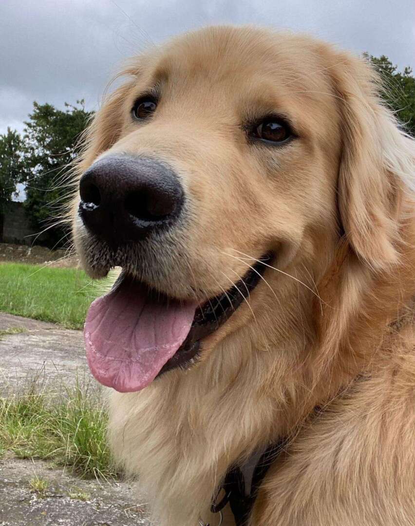 Costa Rica vivirá el primer Festival Golden Retriever 2022 | velero.cr ...